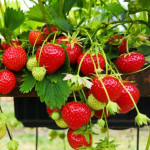 Magazin Online Răsaduri, Plante la Ghiveci, Semințe | ROA Garden