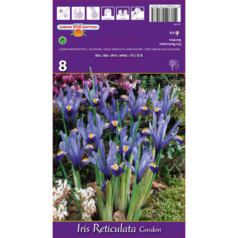 Iris pitic Gordon, 8 bulbi, calibru 5/6, flori albastre | ROA Garden