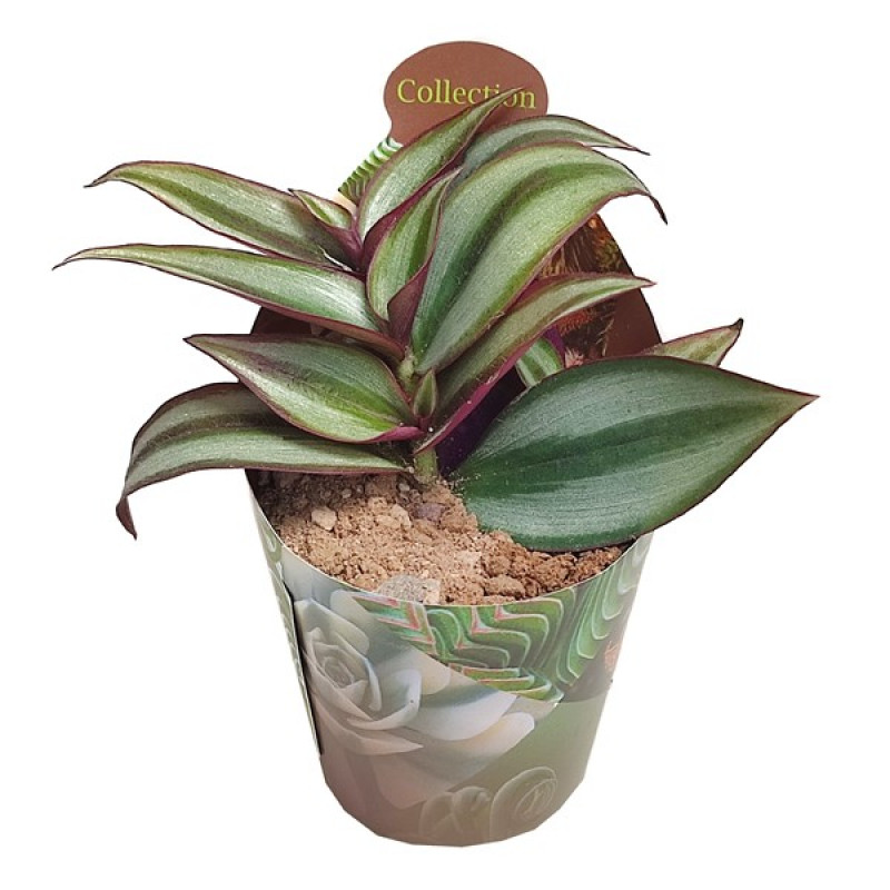 Planta telegraf (Tradescantia zebrina) ghiveci 6.5 cm
