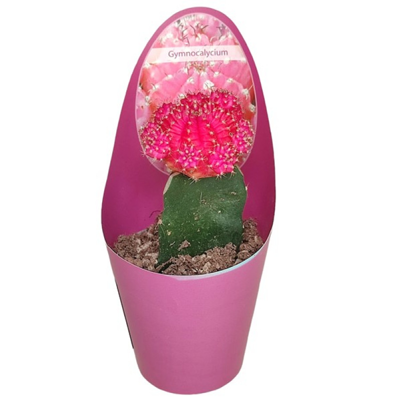 Cactus altoit fuchsia (Gymnocalycium) la ghiveci ø 6,5 cm