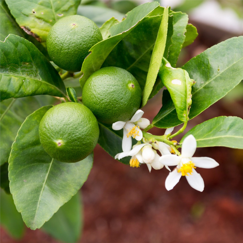 Lămâi verde (Citrus x aurantiifolia)