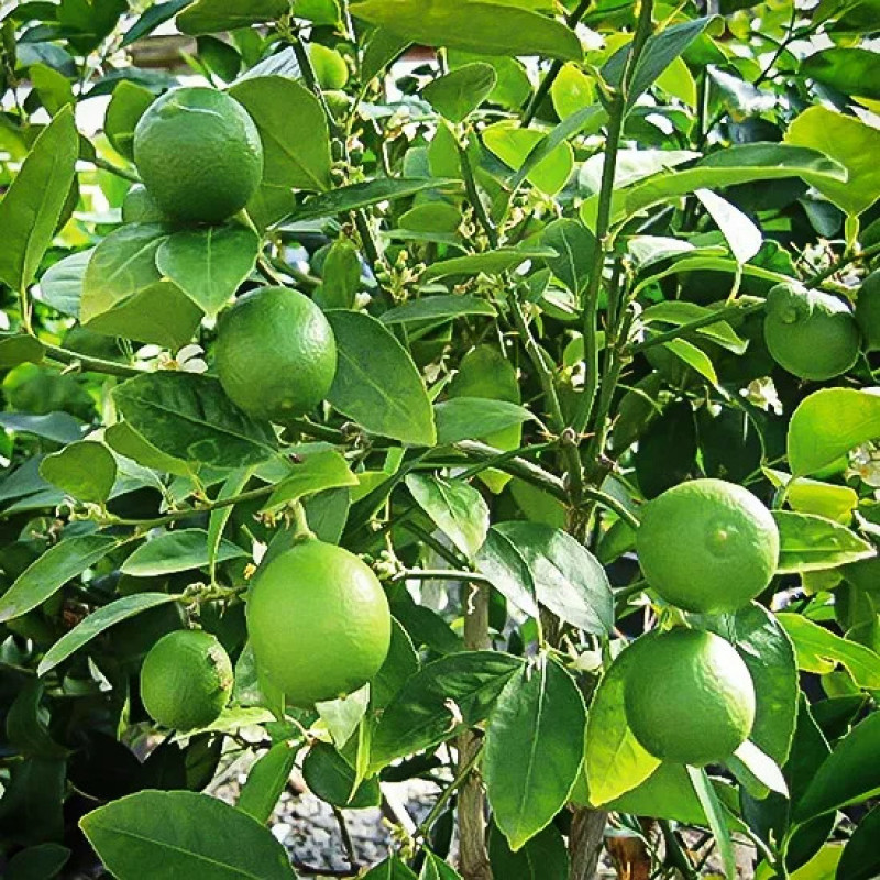 Lămâi verde (Citrus x aurantiifolia) 1-1.2m la ghiveci 2L