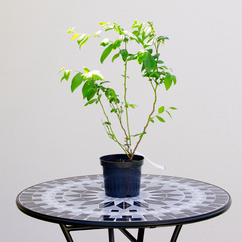 Afin Bluecrop la ghiveci P9, 20–40 cm | ROA Garden