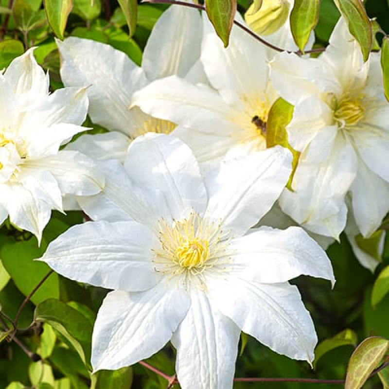 Clematis Lemon Chiffon alb 20-40 cm cățărător - ROA Garden