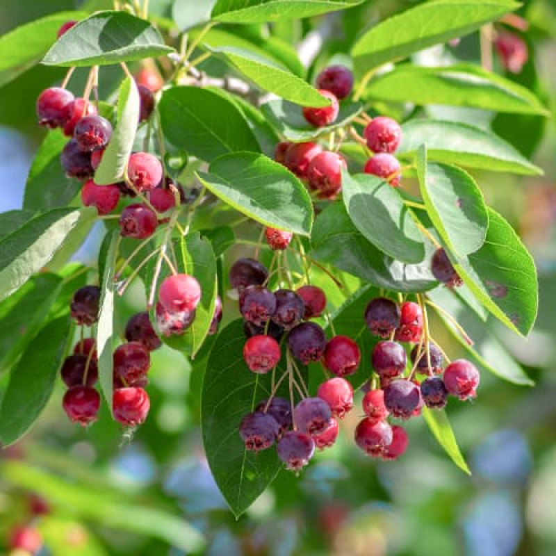 Amelanchier Lamarckii la ghiveci P9 40-60 cm | ROA Garden