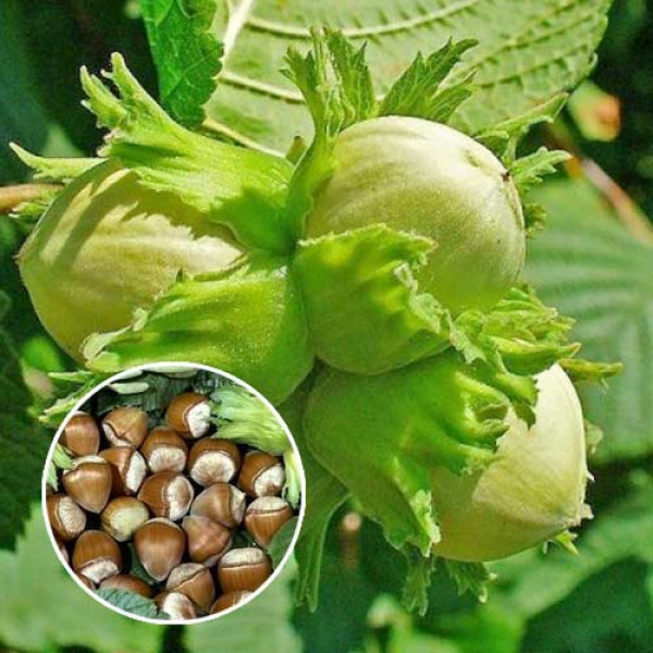 Pomi fructiferi la ghiveci – garanție de prindere 30 de zile | ROA Garden