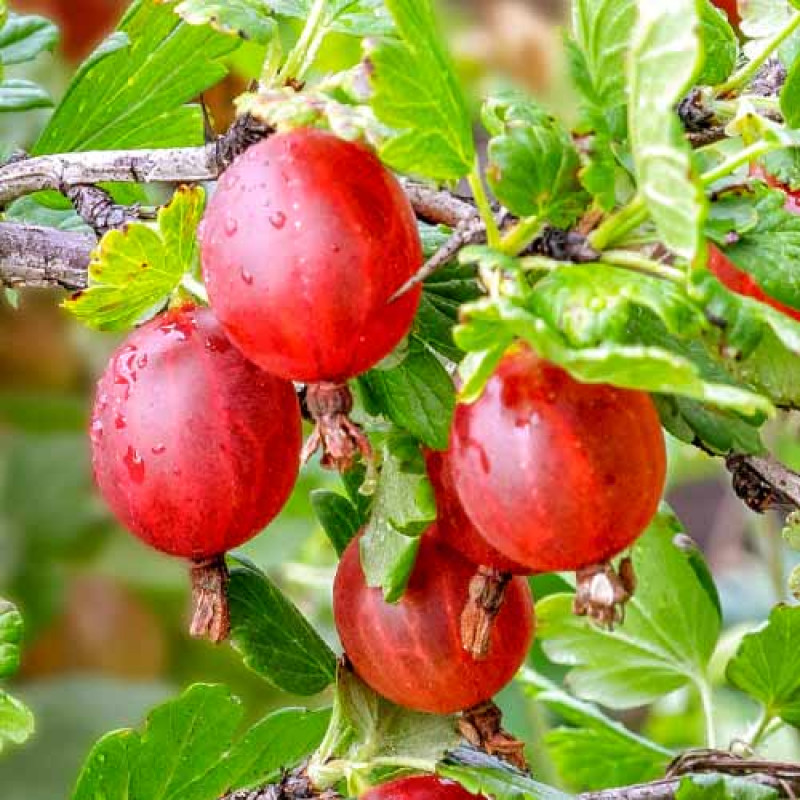 Agriș fără spini Spinefree la ghiveci P9 | ROA Garden
