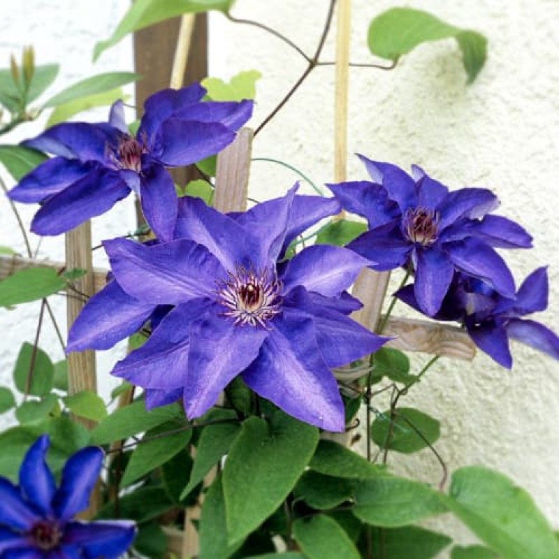 Clematis President mov ghiveci P9, 20-40 cm - ROA Garden
