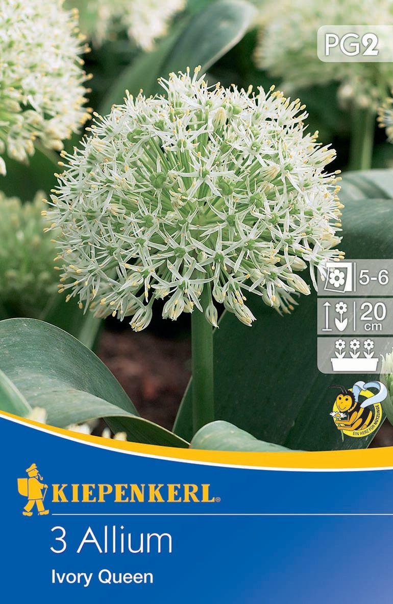 Comanda online Allium Ivory Queen de pe ROAGARDEN.RO